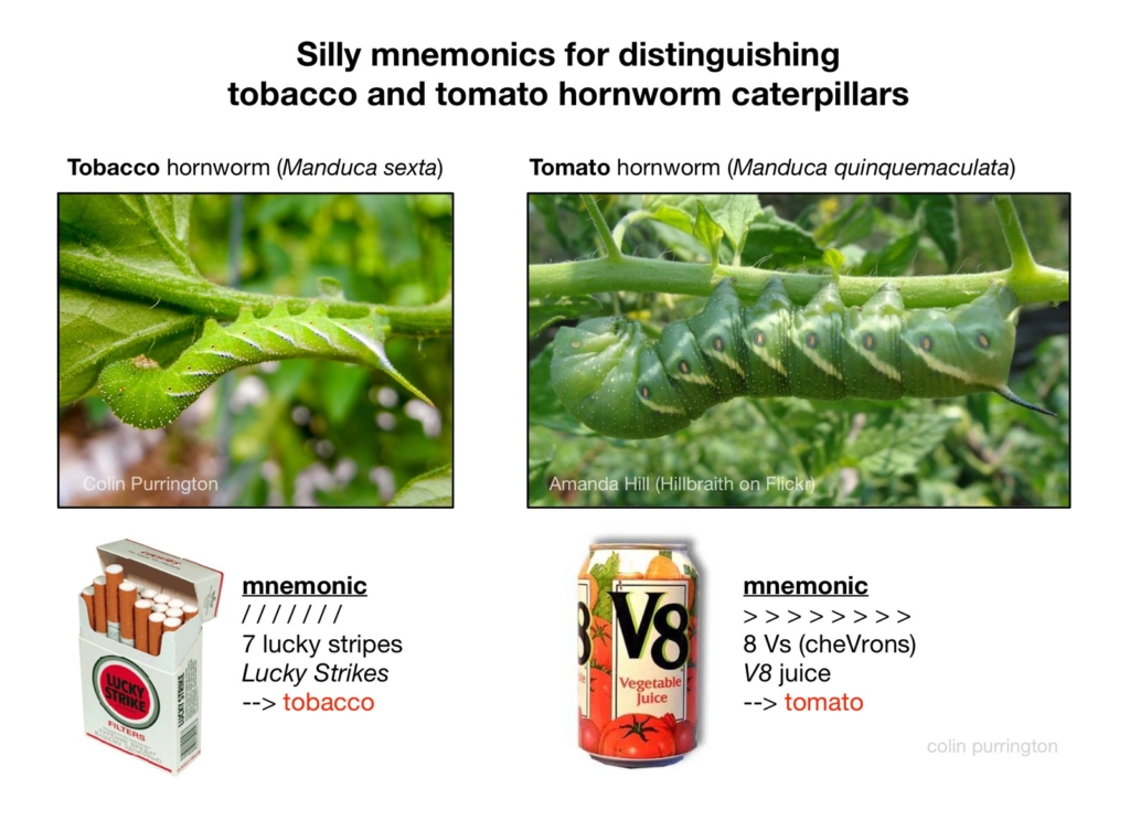 Distinguishing tobacco and tomato hornworm caterpillars