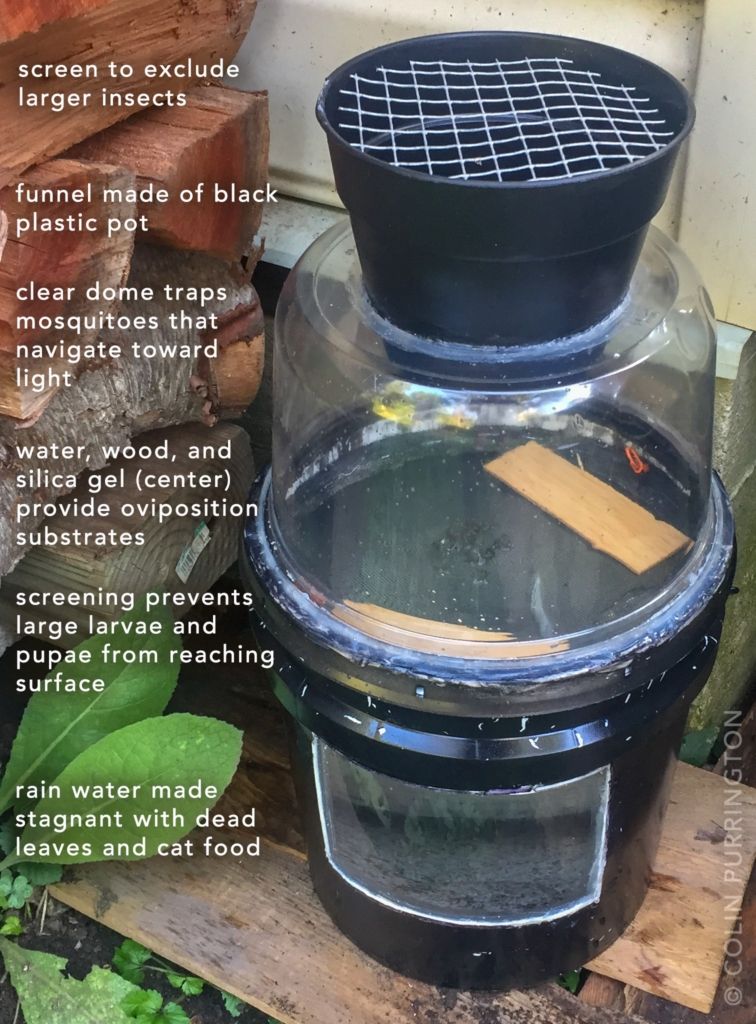 DIY trap to kill pregnant mosquitoes | Colin Purrington's blog