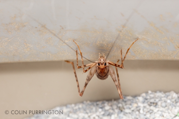 Greenhouse camel crickets (Tachycines asynamorus) | Colin Purrington's blog