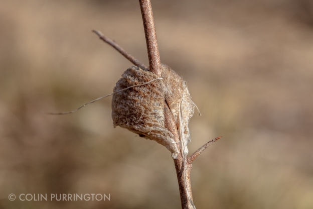 Identifying mantid egg cases in Pennsylvania | Colin Purrington's blog