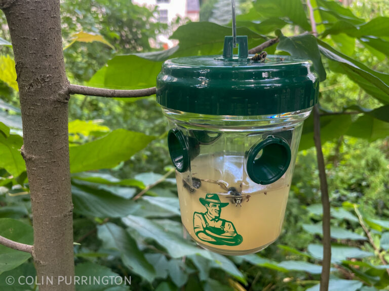 Tougher Than Tom’s Mosquito TNT review | Colin Purrington's blog