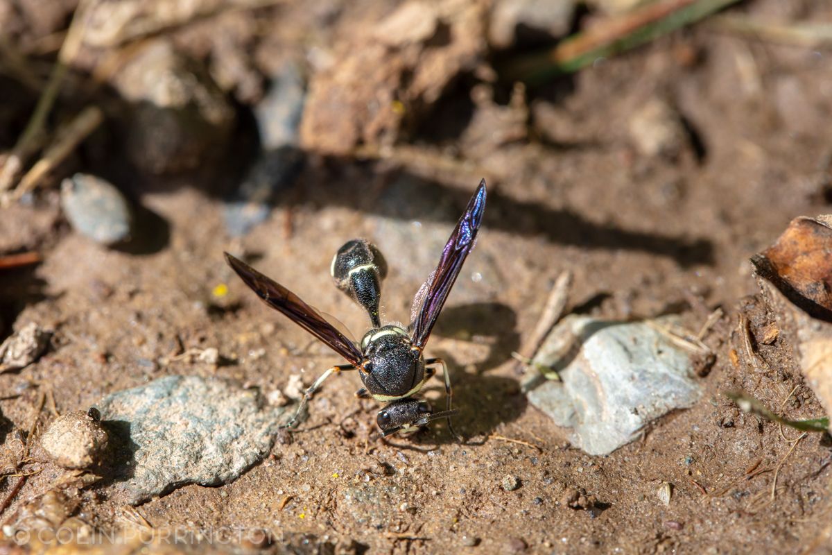 Welcoming native bees | Colin Purrington's blog