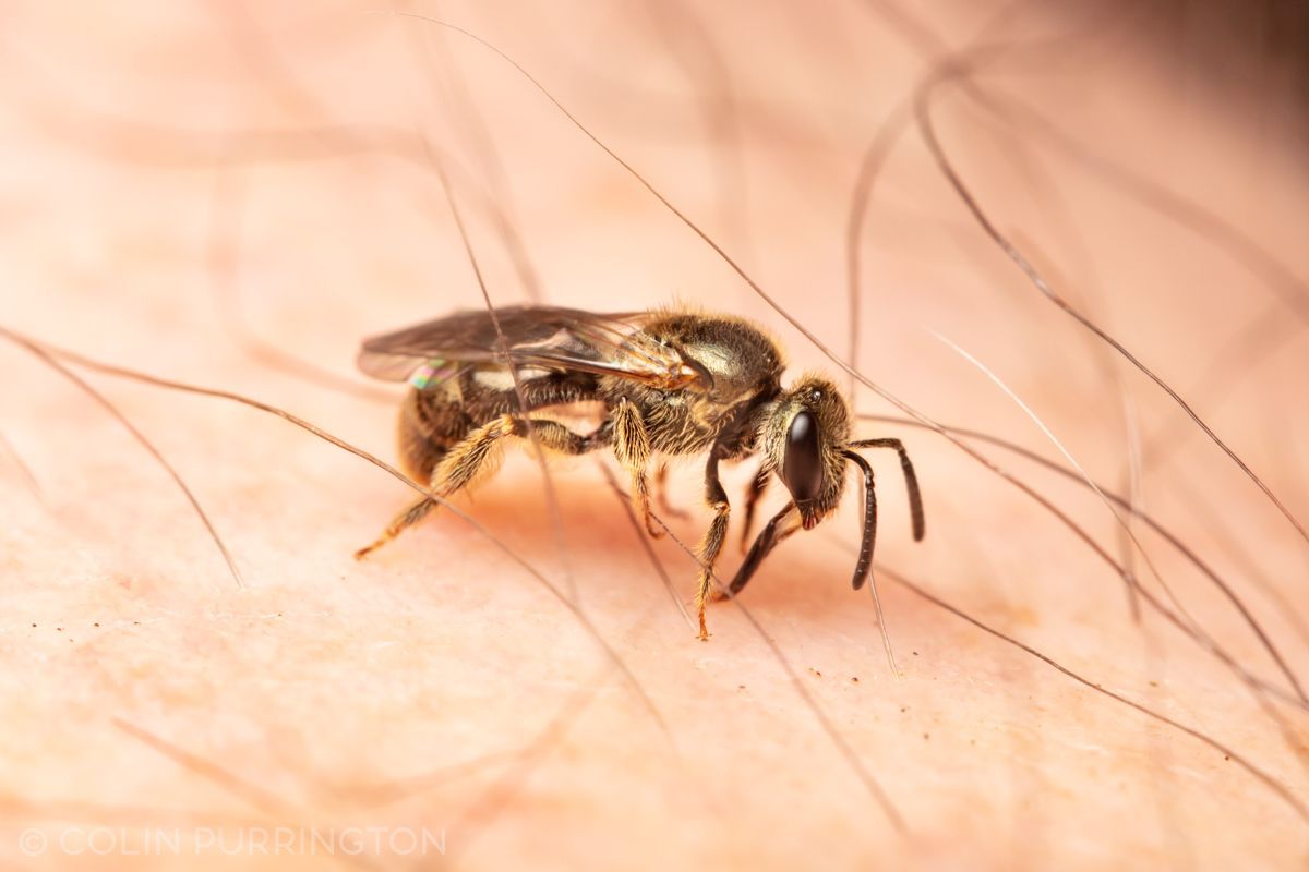 Welcoming native bees | Colin Purrington's blog