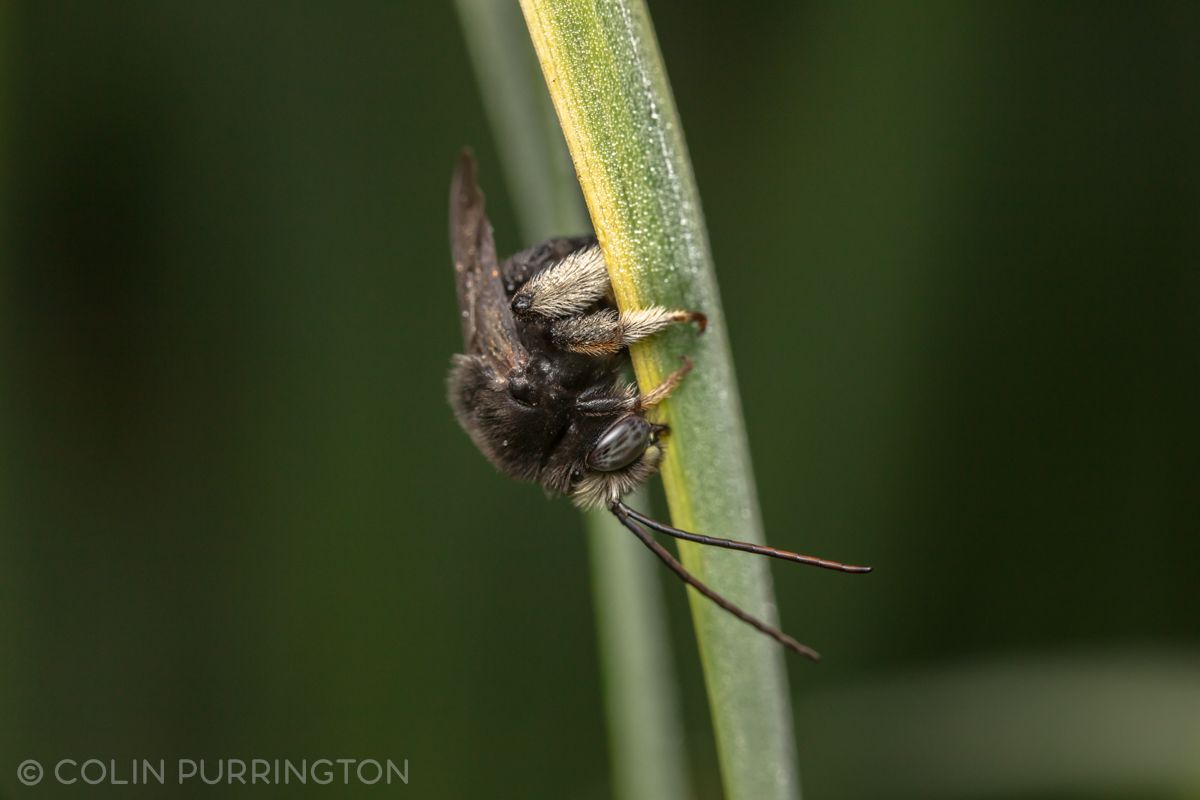 Welcoming native bees | Colin Purrington's blog