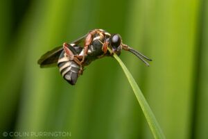 Colin Purrington » nature photography / natural history / misc