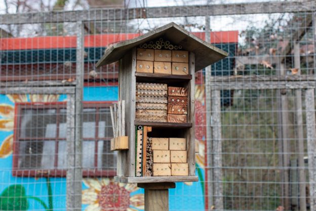 Photo tour of my insect hotel, 2022 edition | Colin Purrington's blog