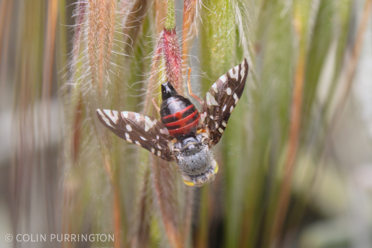 Nature pics from Madras, Oregon » Colin Purrington's blog