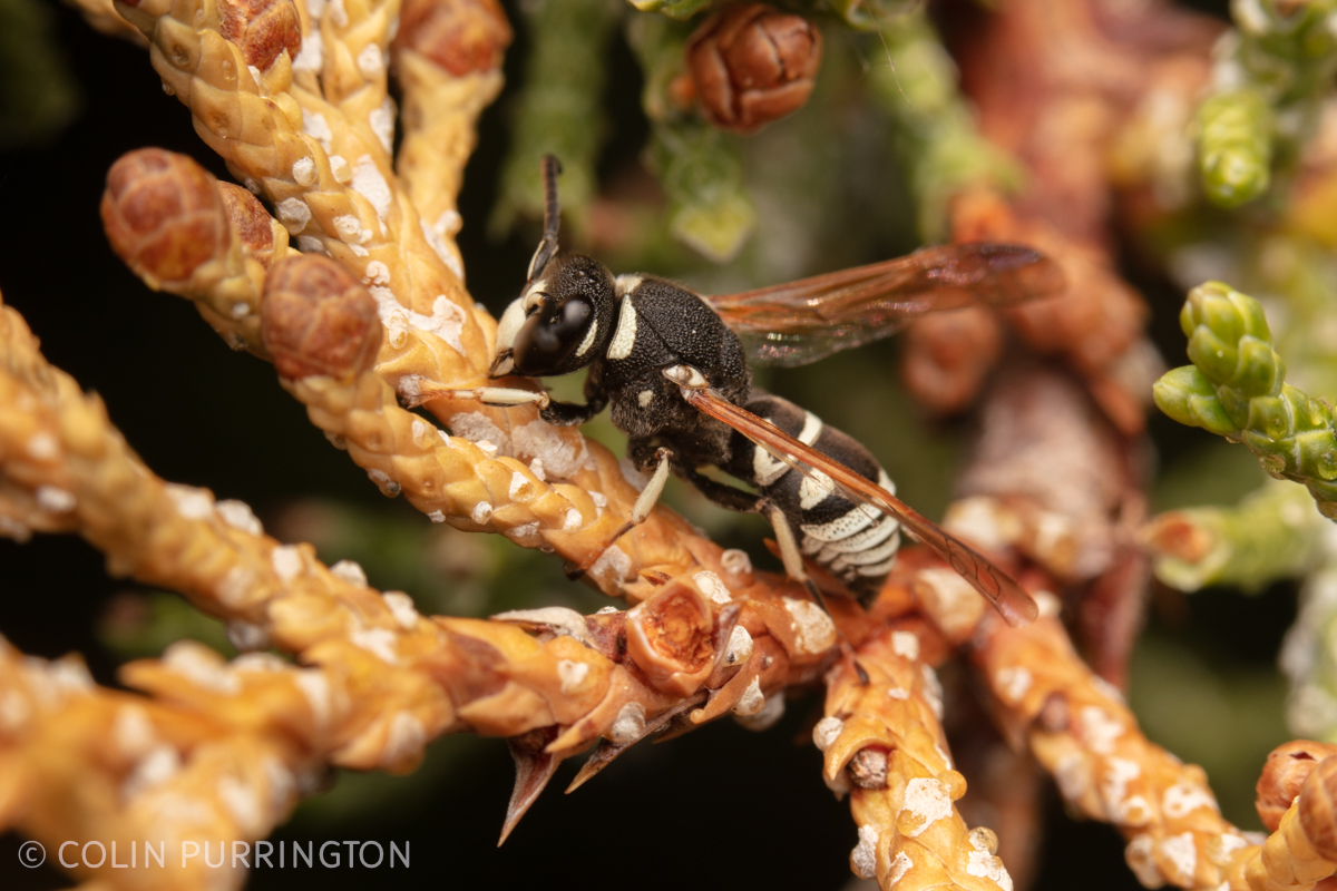 Nature pics from Madras, Oregon » Colin Purrington's blog