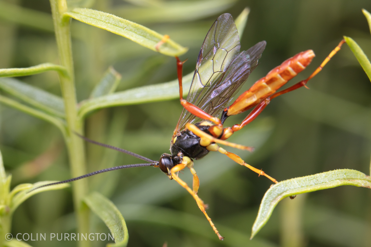 Nature pics from Madras, Oregon » Colin Purrington's blog