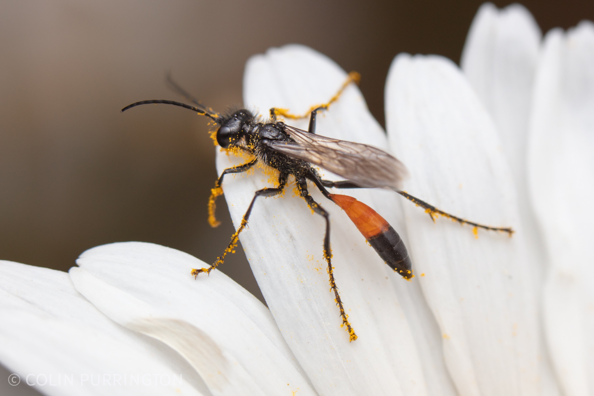 Nature pics from Madras, Oregon » Colin Purrington's blog