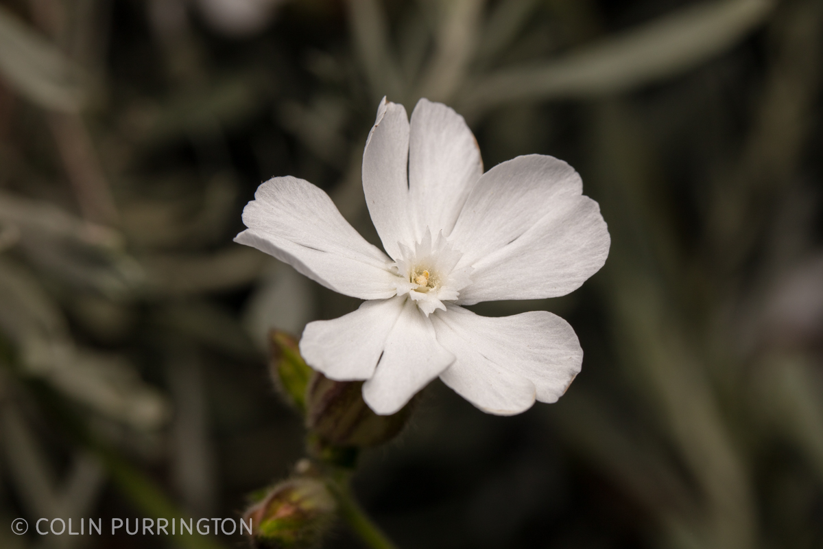 Misery Ridge nature walk | Colin Purrington's blog