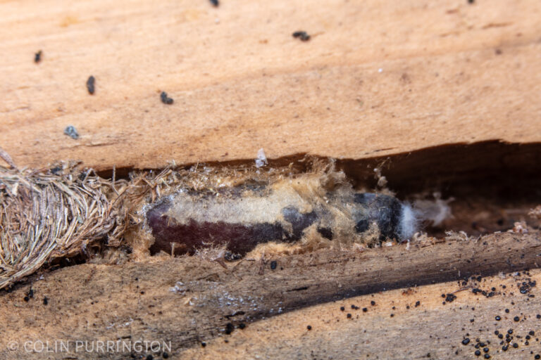 Colin Purrington » nature photography / natural history / misc