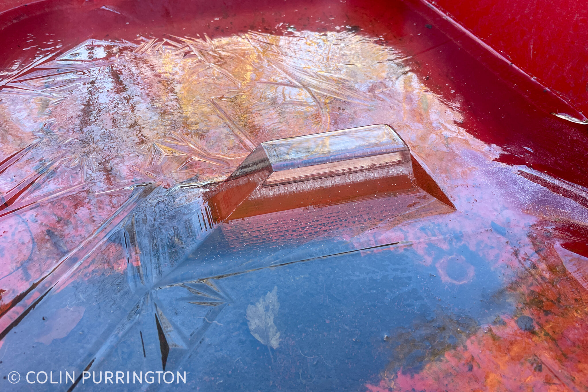 Colin Purrington » nature photography / natural history / misc