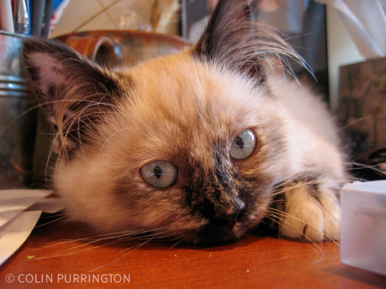 Colin Purrington's blog » nature photography / natural history / misc