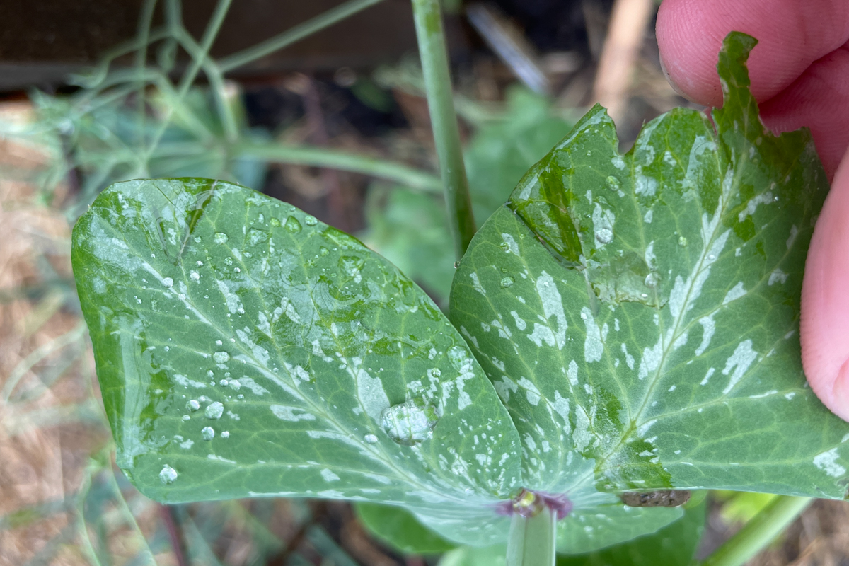 Birds are eating my pea plants | Colin Purrington's blog