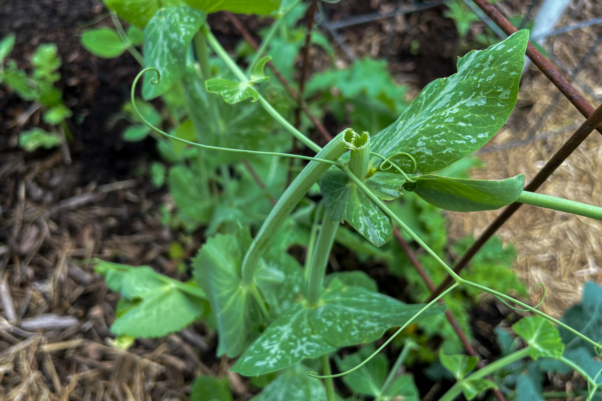 Birds are eating my pea plants | Colin Purrington's blog