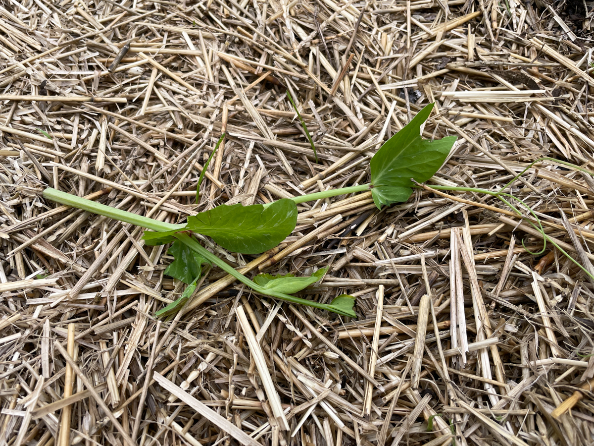 Birds are eating my pea plants | Colin Purrington's blog