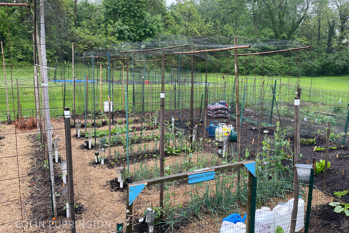 Birds are eating my pea plants | Colin Purrington's blog
