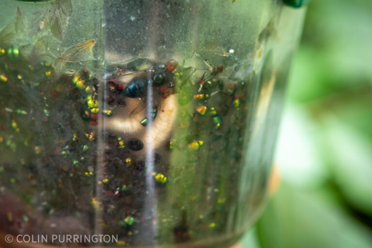 mosquitoes | Colin Purrington's blog