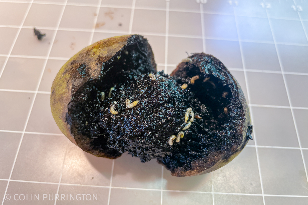 Life inside rotting walnut husks | Colin Purrington's blog