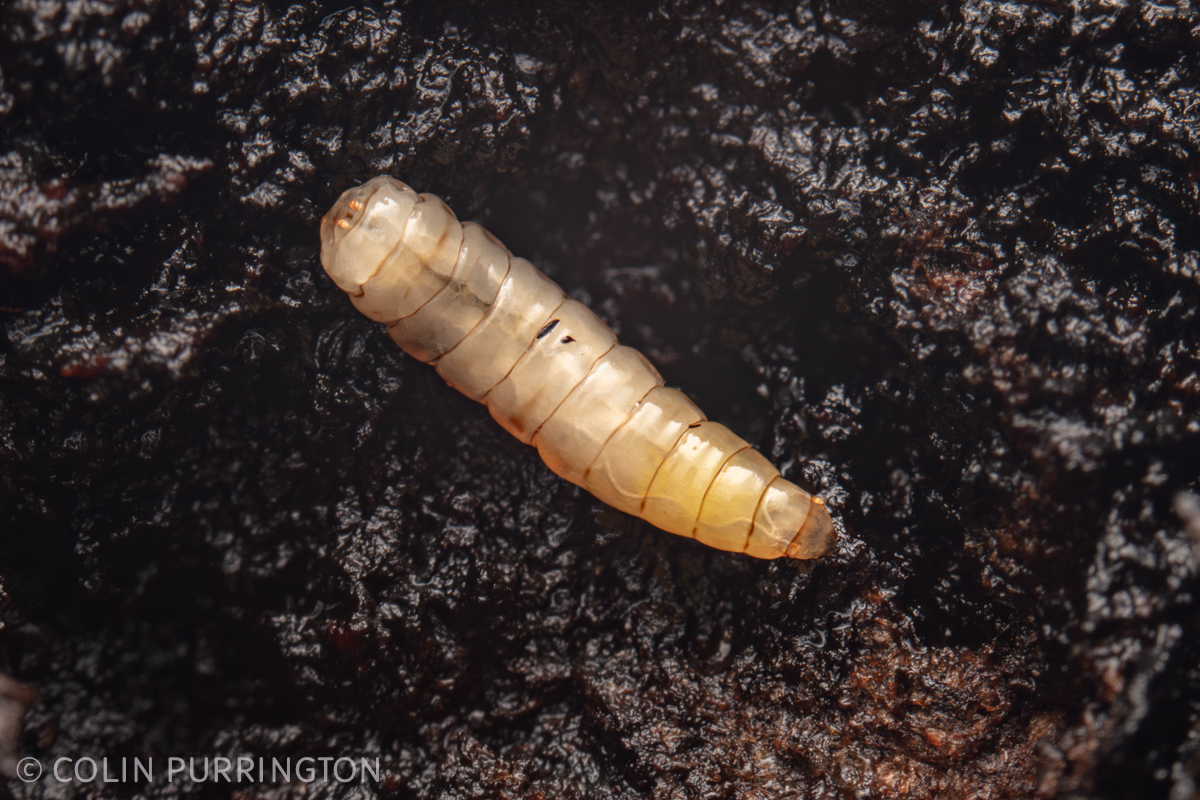 Life inside rotting walnut husks | Colin Purrington's blog